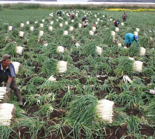 Cebolla larga junca | Expounion| Colombian B2B Marketplace