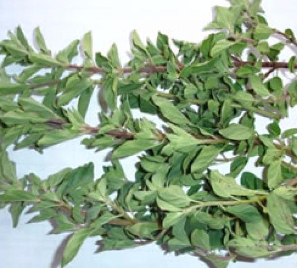 Oregano | Insuser Claro de Luna SAS| Colombian B2B Marketplace