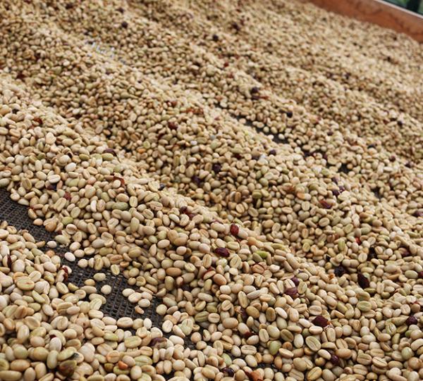 café excelso en verde (supremo y ugq) | D'origenn sas| Colombian B2B ...