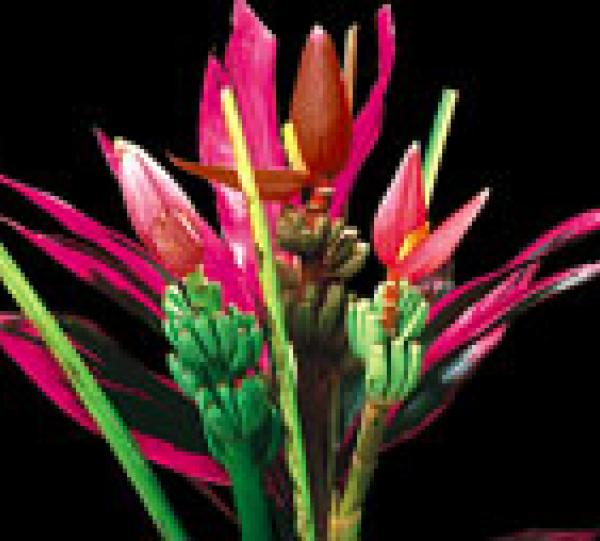Bouquets | Tropicol Ltda.| Colombian B2B Marketplace
