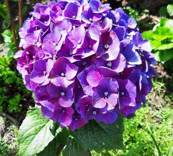 Hortensia Morada | Flores de Altagracia| Colombian B2B Marketplace