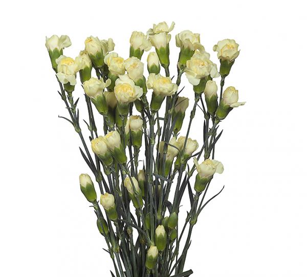 Claveles y Mini Claveles | The Elite Flower SAS CI| Colombian B2B ...