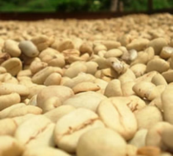 Cafe Pergamino | Cafeoccidente | Colombian B2B Marketplace