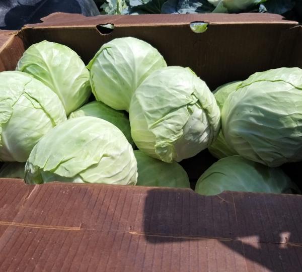 Repollo | C.I. Grupex S.A.S.| Colombian B2B Marketplace