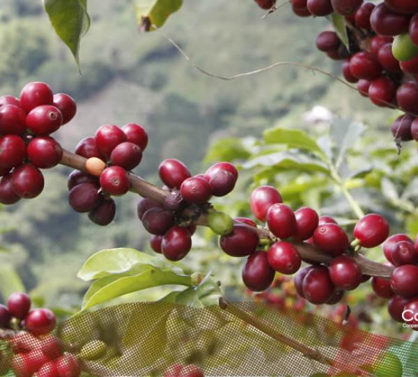 Cafe Pergamino | Cafeoccidente | Colombian B2B Marketplace