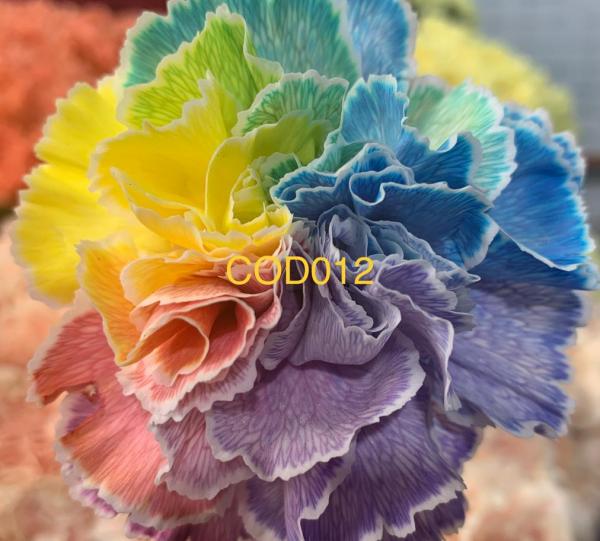 Carnations | Flores La Conejera SAS| Colombian B2B Marketplace
