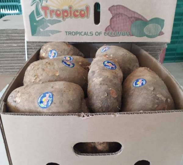 Ñame | C& Tropicol SAS| Colombian B2B Marketplace