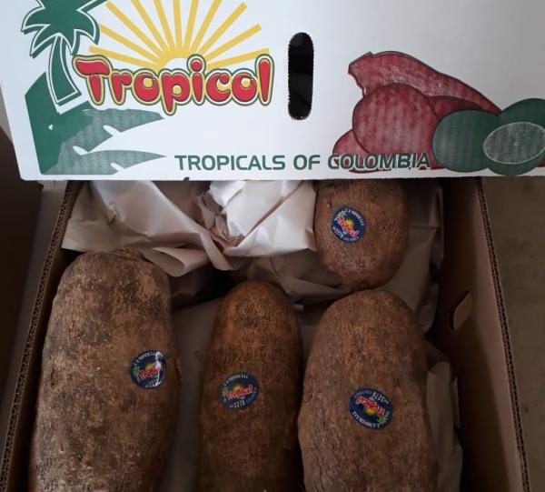 Ñame | C& Tropicol SAS| Colombian B2B Marketplace