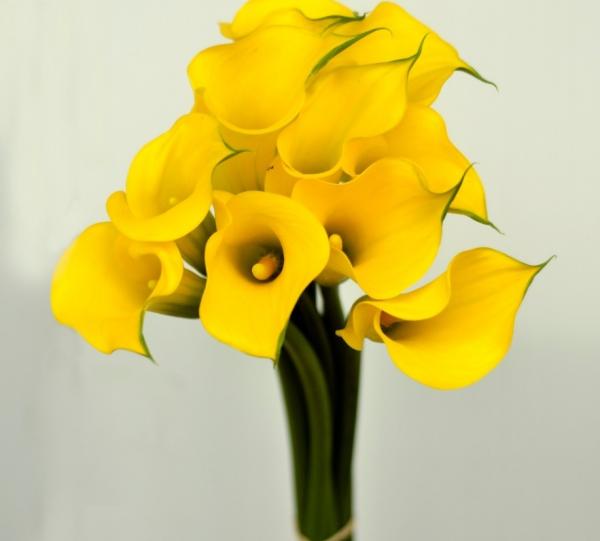 Mini callas (Zantedeschia) | Flores de Altagracia| Colombian B2B ...