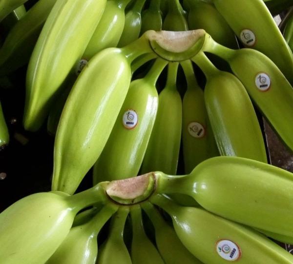 Burro Plantain | C.I COLFRUTAS S.A.S| Colombian B2B Marketplace