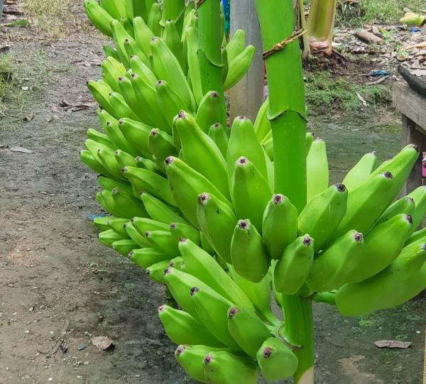 Plátano Burro o Papoche | Comercializadora Hebron SAS| Colombian B2B ...