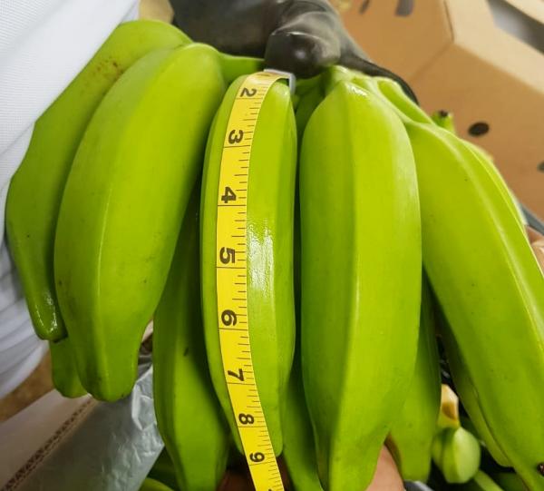 Plátano Burro o Papoche | Comercializadora Hebron SAS| Colombian B2B ...