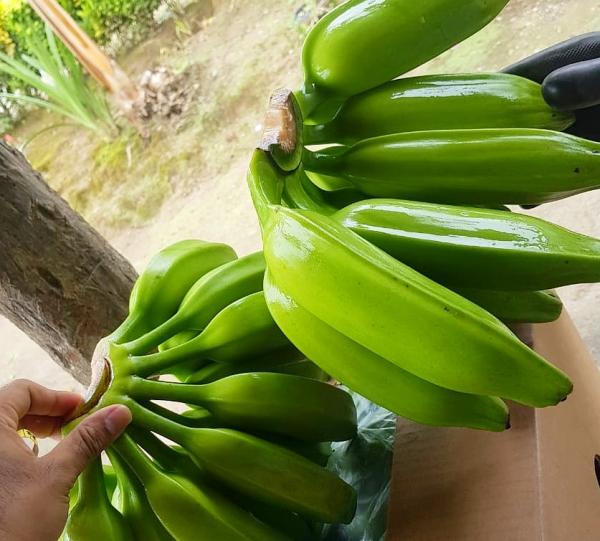 Plátano Burro o Papoche | Comercializadora Hebron SAS| Colombian B2B ...