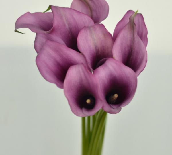 Mini callas (Zantedeschia) | Flores de Altagracia| Colombian B2B ...