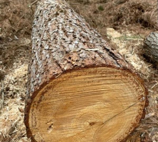 Madera Pino | Platinum Capital| Colombian B2B Marketplace