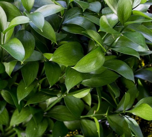 Ruscus | Montecarlo Gardens| Colombian B2B Marketplace