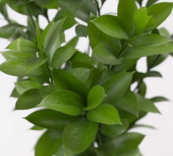 Ruscus | Montecarlo Gardens| Colombian B2B Marketplace