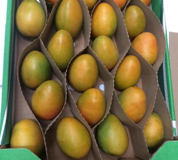 Sugar Mango - Baby mango | SCI Inversiones Martinez Perez LTDA ...