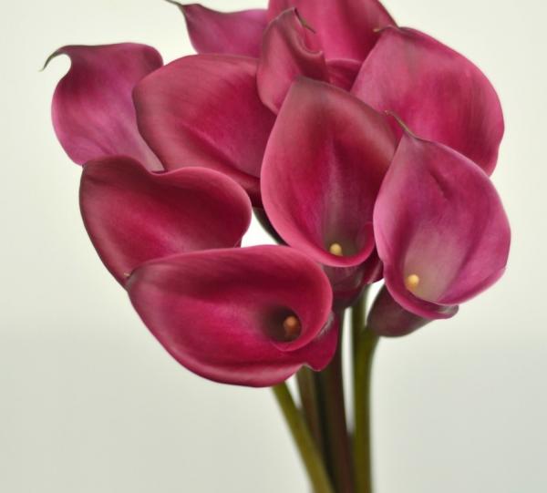 Mini callas (Zantedeschia) | Flores de Altagracia| Colombian B2B ...