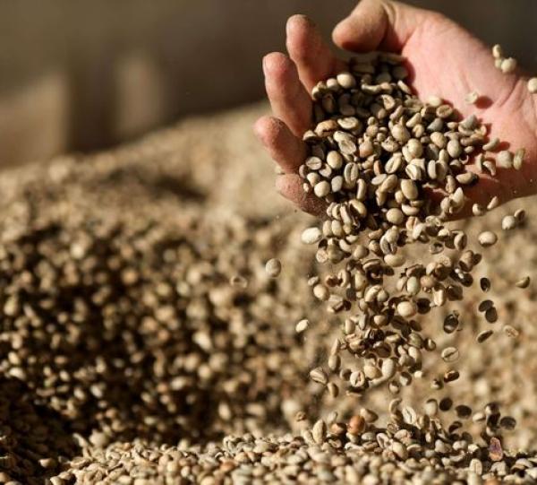 Café en verde de todas las variedades colombianas | Cooffruit SAS| Colombian B2B Marketplace