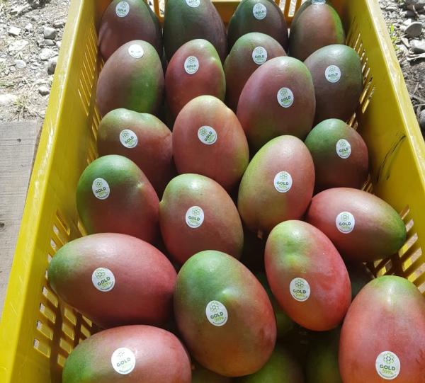 Mango Keitt | Agroindustriales Rojas Ocampo - Gold Terra| Colombian B2B ...