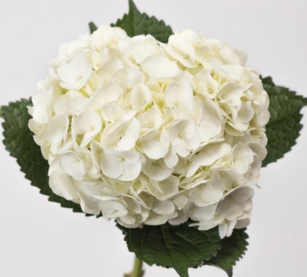 colombian hydrangea